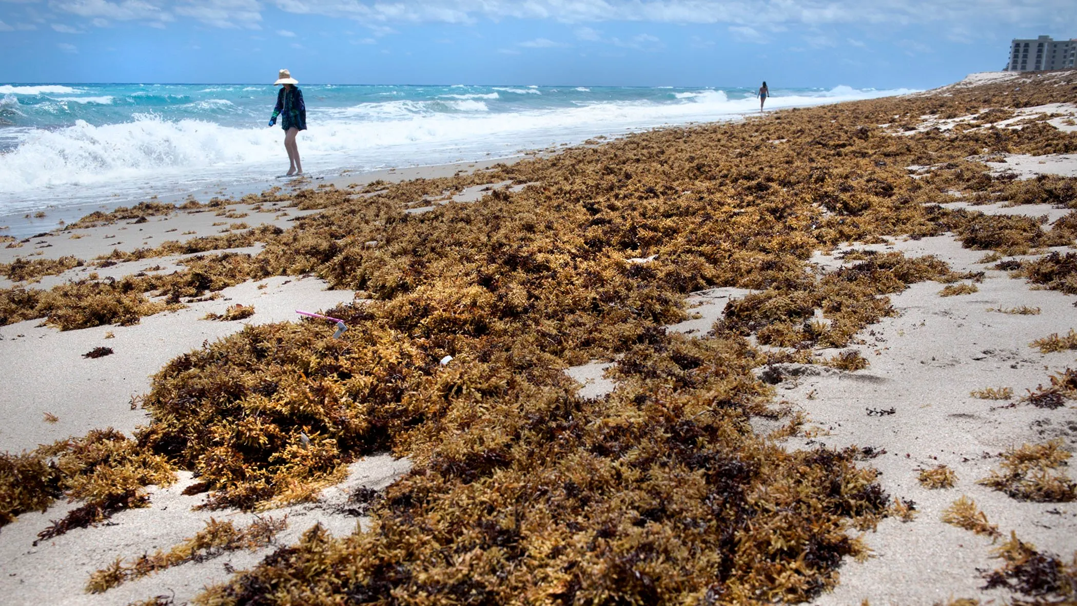 The Great Atlantic Sargassum Belt – The Eureka College Pegasus The Great Atlantic Sargassum Belt – The Eureka College Pegasus